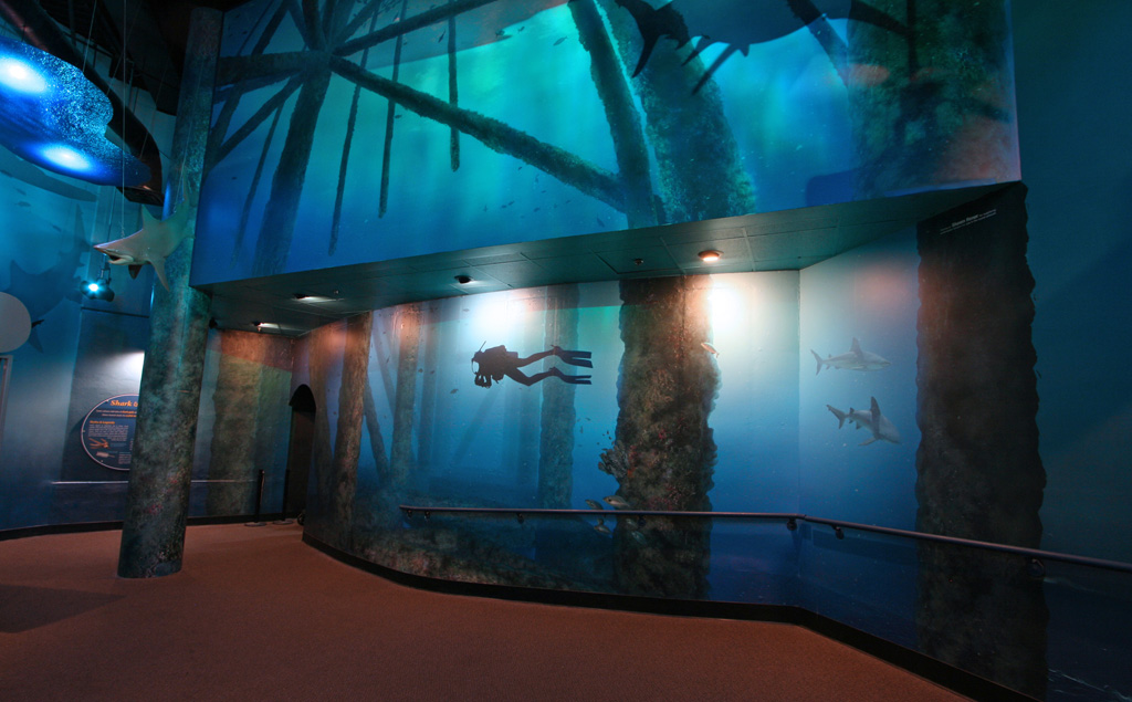 Shark Exhibit | Greg Tatum